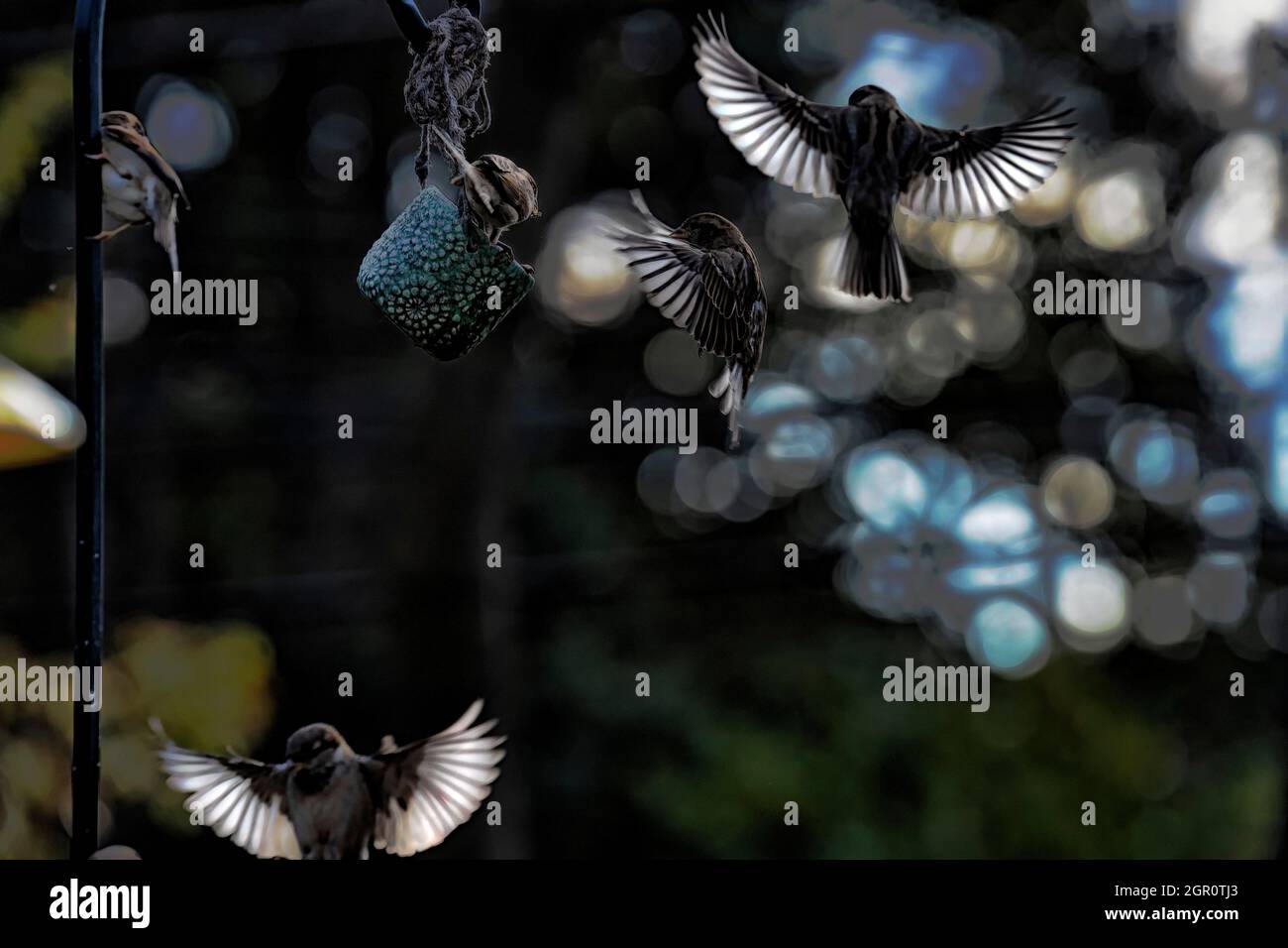 Sparrow wing spread hi-res stock photography and images - Alamy