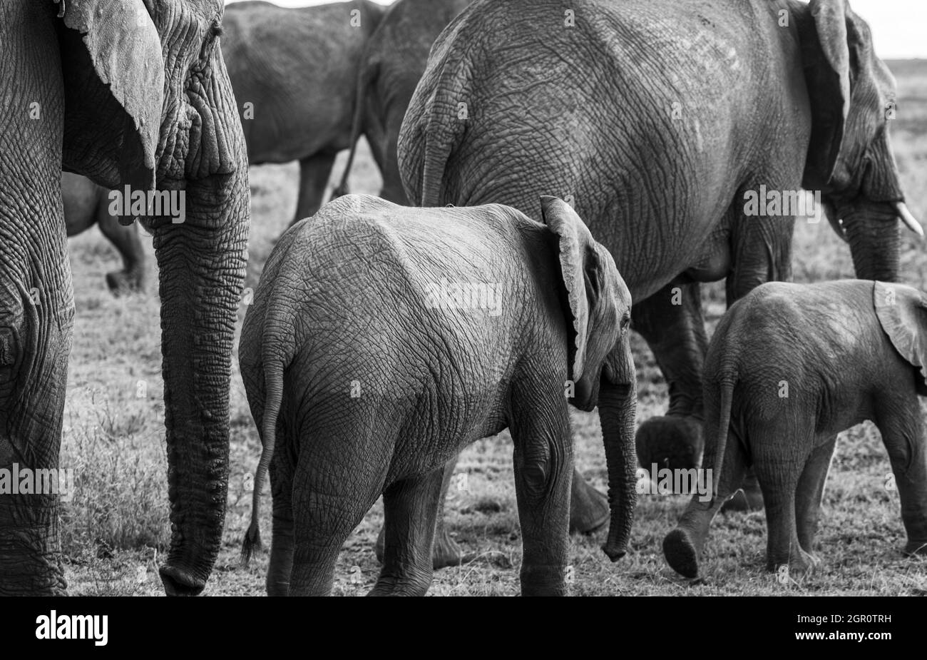 Asian And African Elephant Black and White Stock Photos & Images - Alamy
