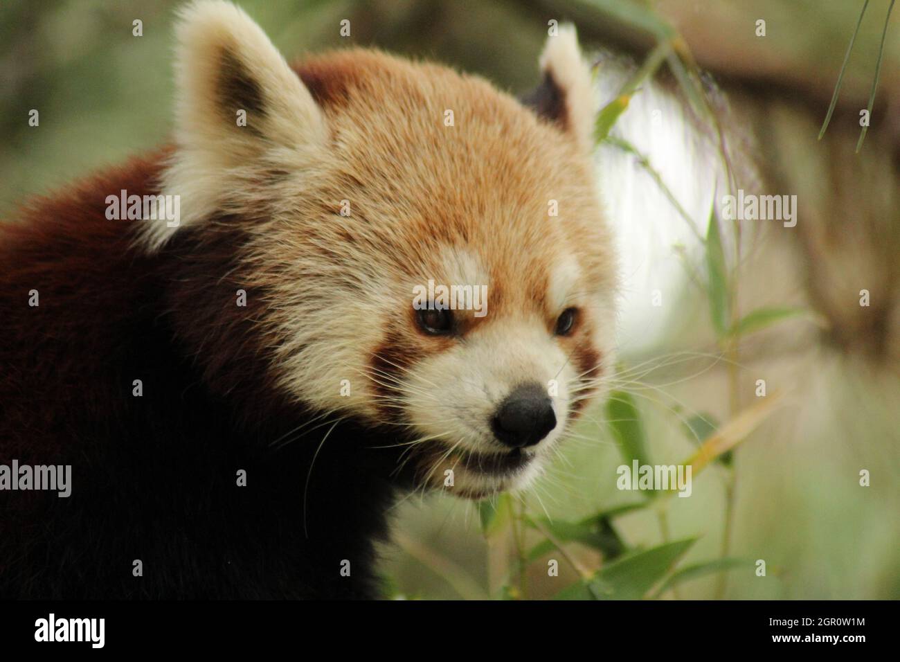Panda eye close hi-res stock photography and images - Alamy