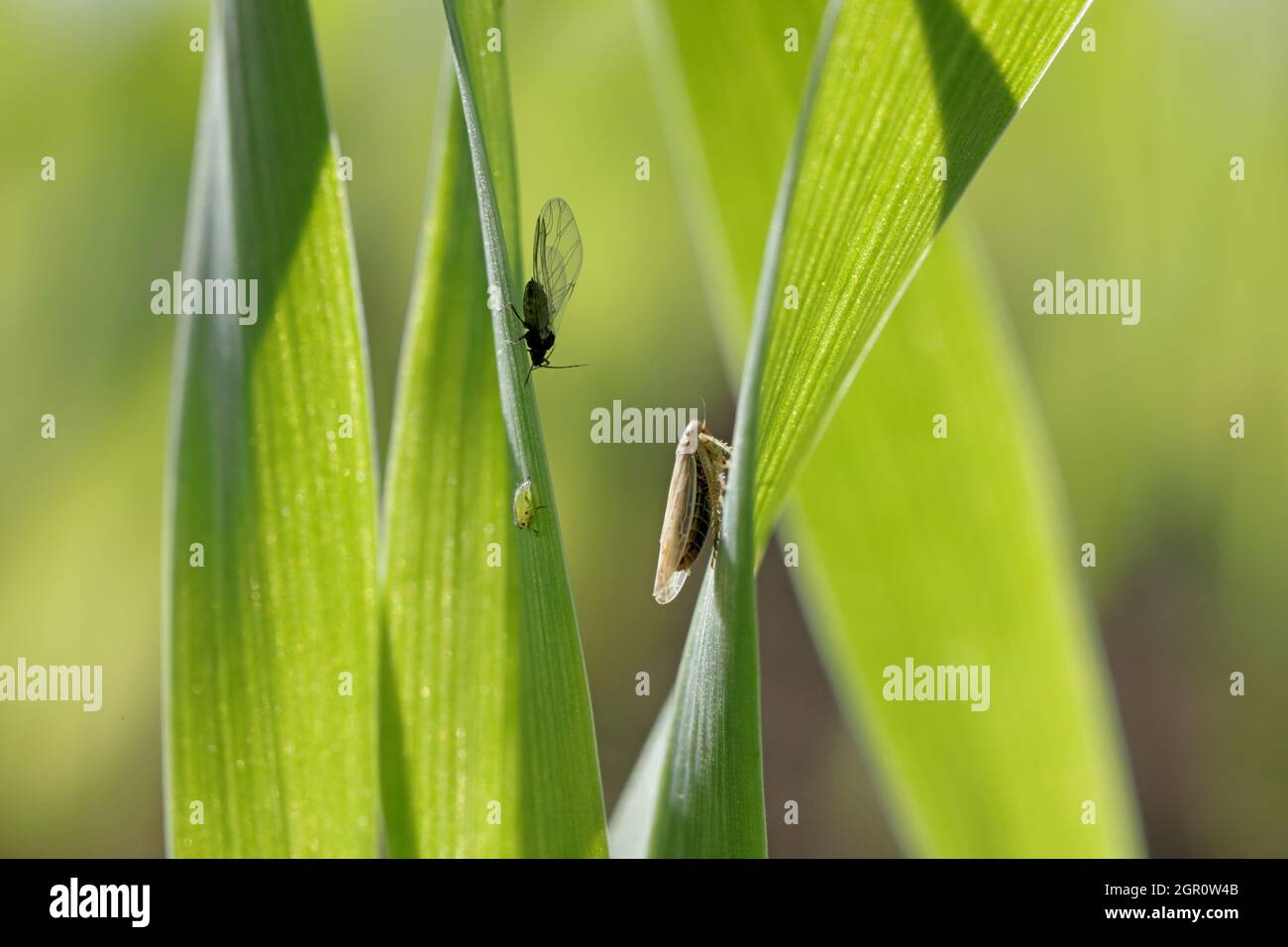 Aphids (winged and wingless) colony and leafhopper - Psammotettix ...