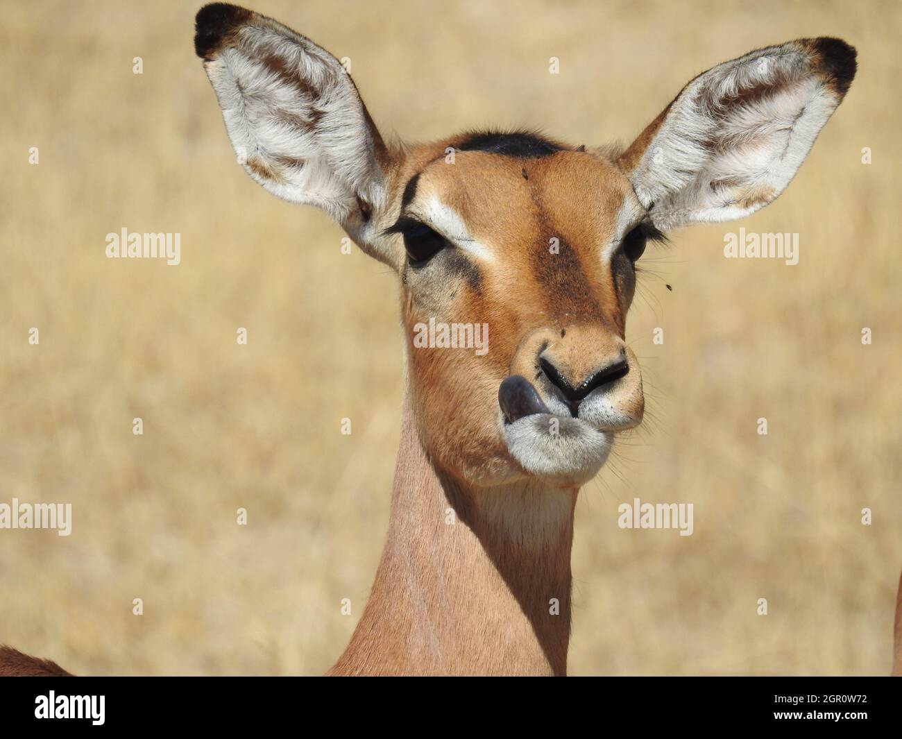 Four big ears hi-res stock photography and images - Alamy