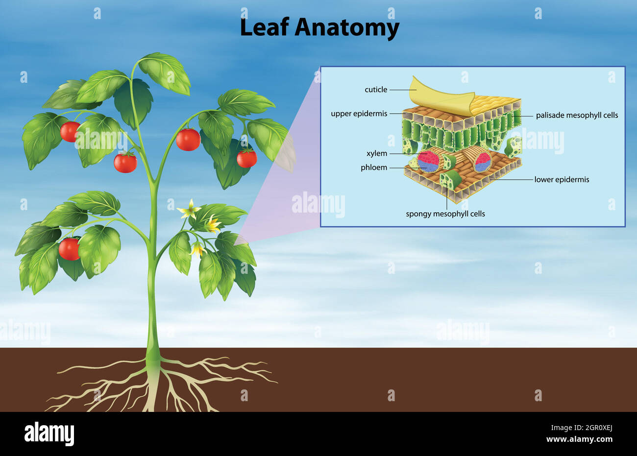 Structure of a leaf Stock Vector Image & Art - Alamy