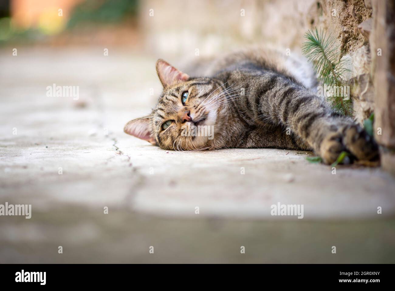 Brindle cat hi-res stock photography and images - Alamy