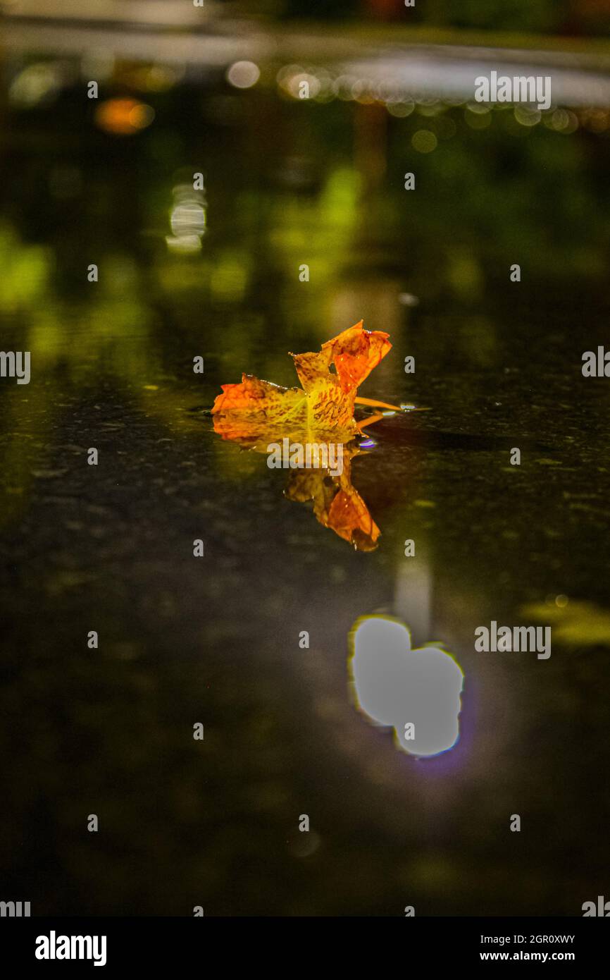 Leaf in puddle hi-res stock photography and images - Alamy