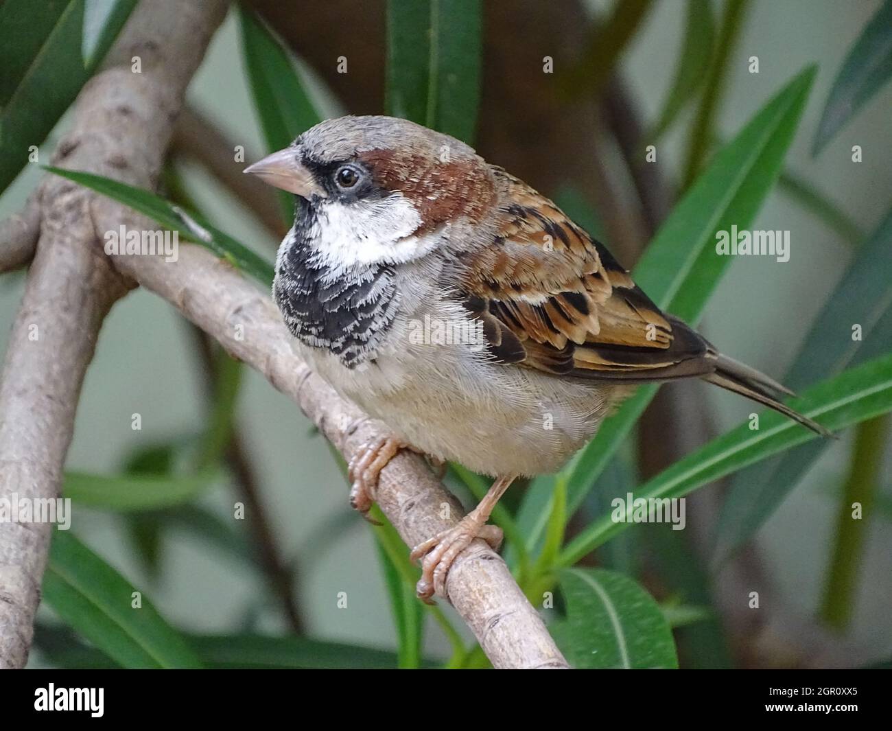 Male house sparrow india hi-res stock photography and images - Alamy