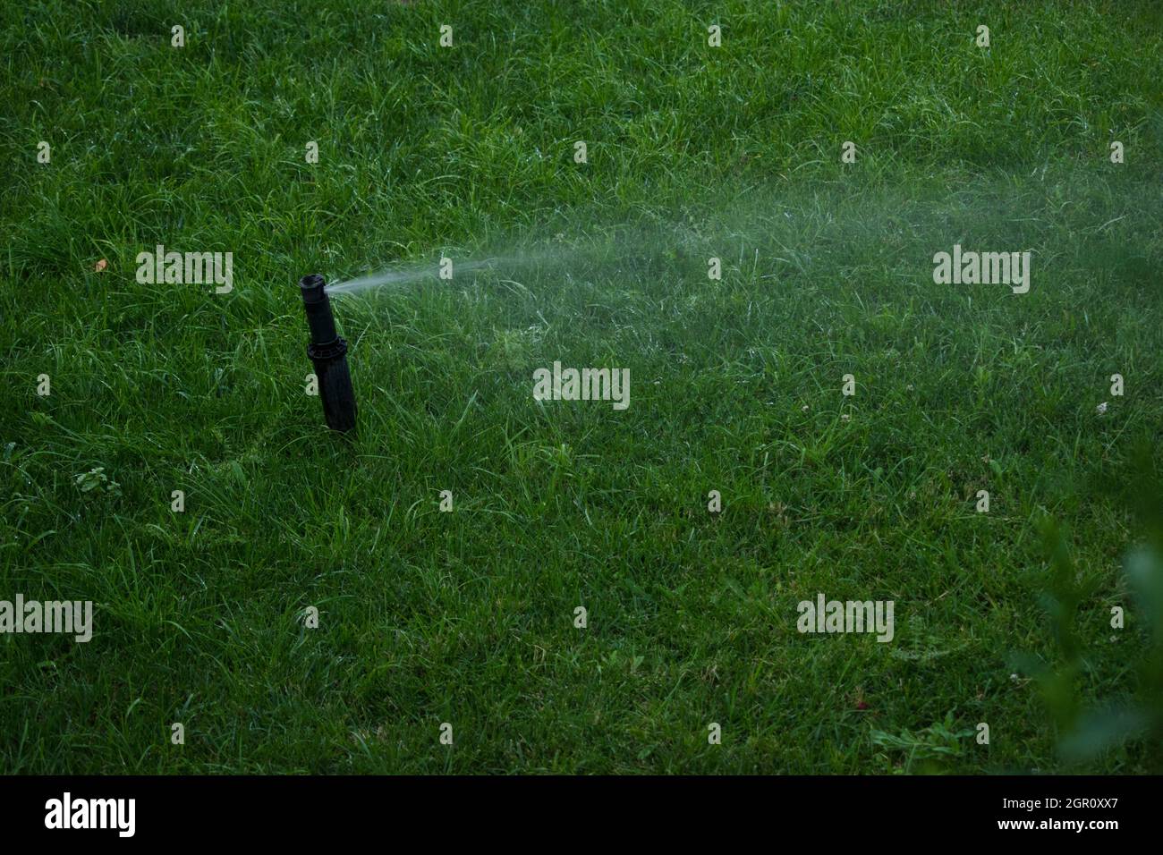 green grass being watered Stock Photo - Alamy