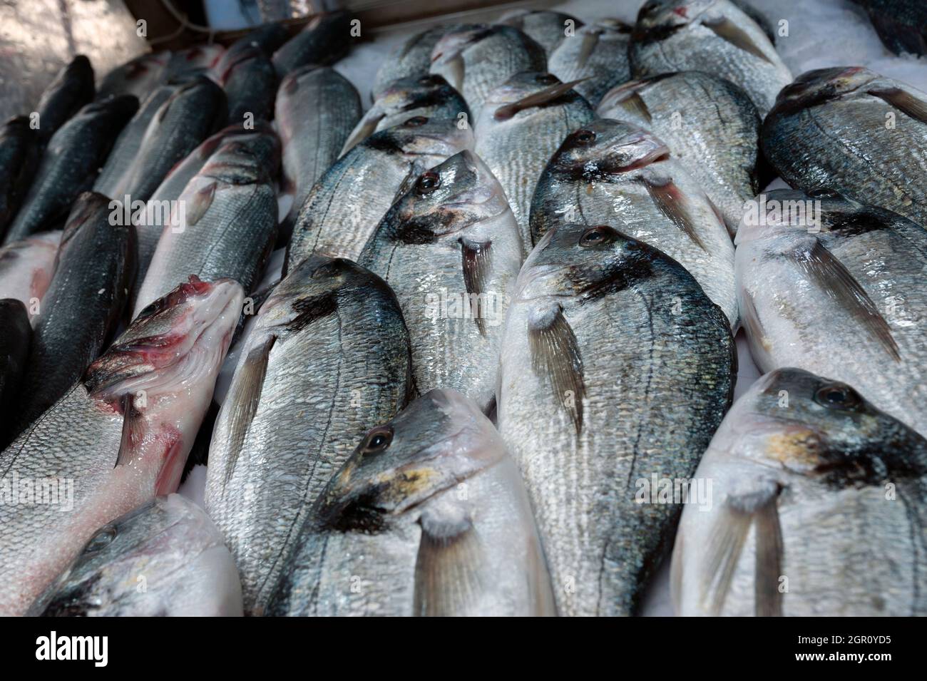 Fish seafood illustration hi-res stock photography and images - Alamy
