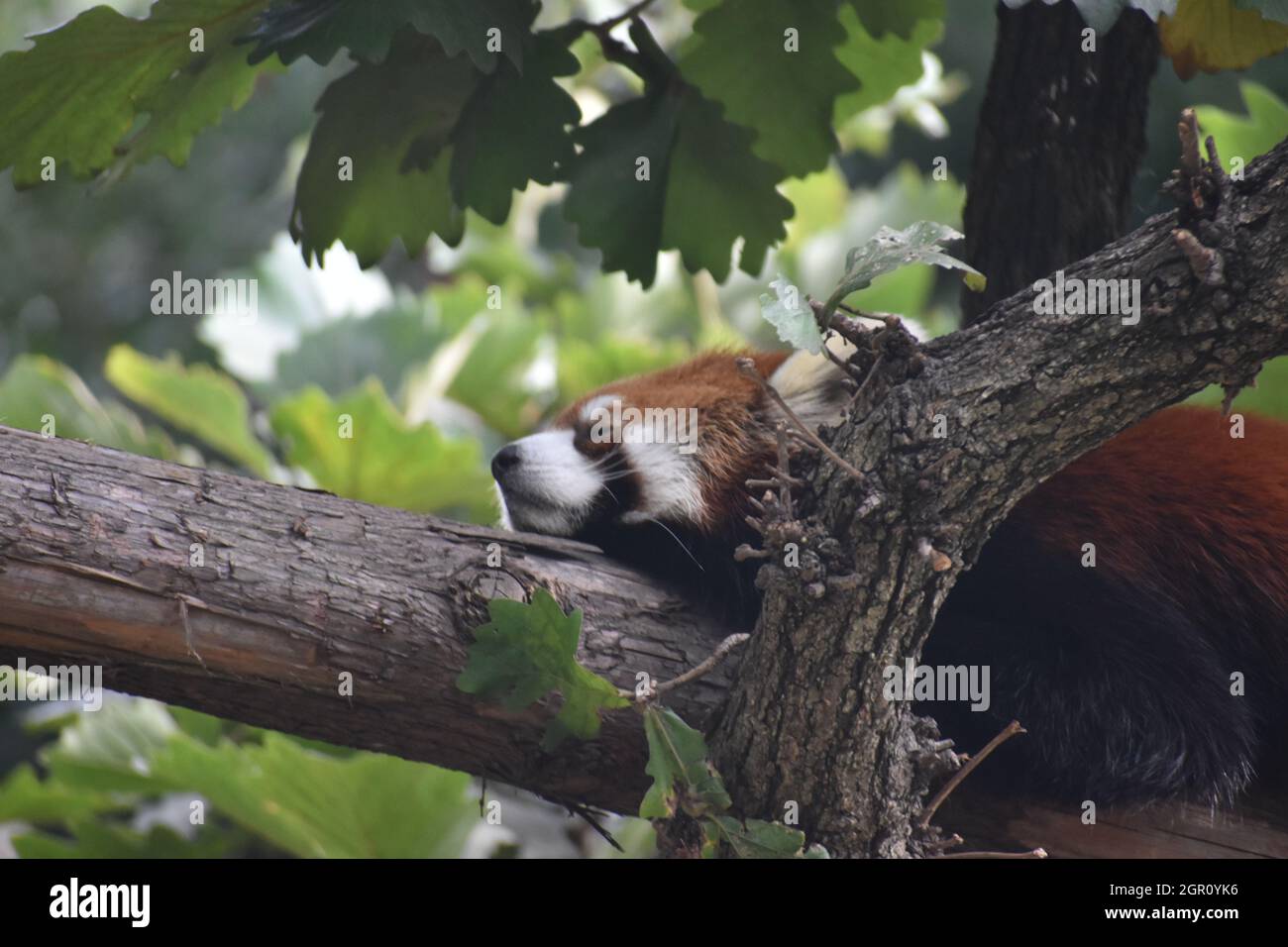 Red panda lying on branch hi-res stock photography and images - Alamy