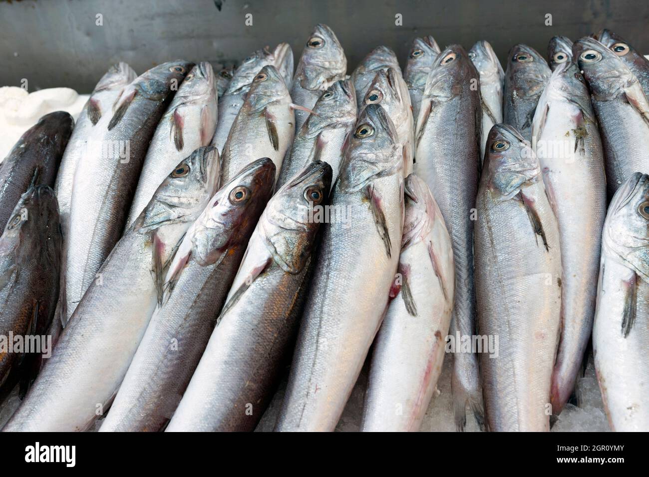 Shrimp eating fish hi-res stock photography and images - Alamy
