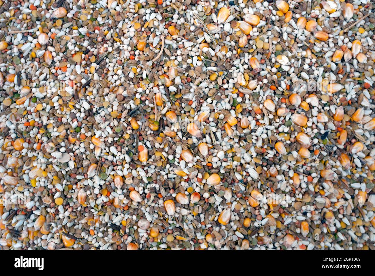 Bird food photography hi-res stock photography and images - Alamy