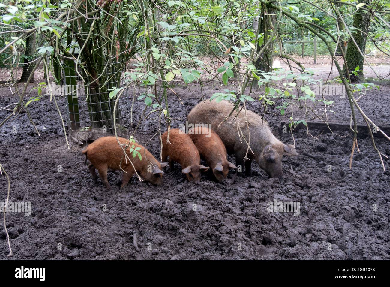 Animals in the zoo Stock Photo - Alamy