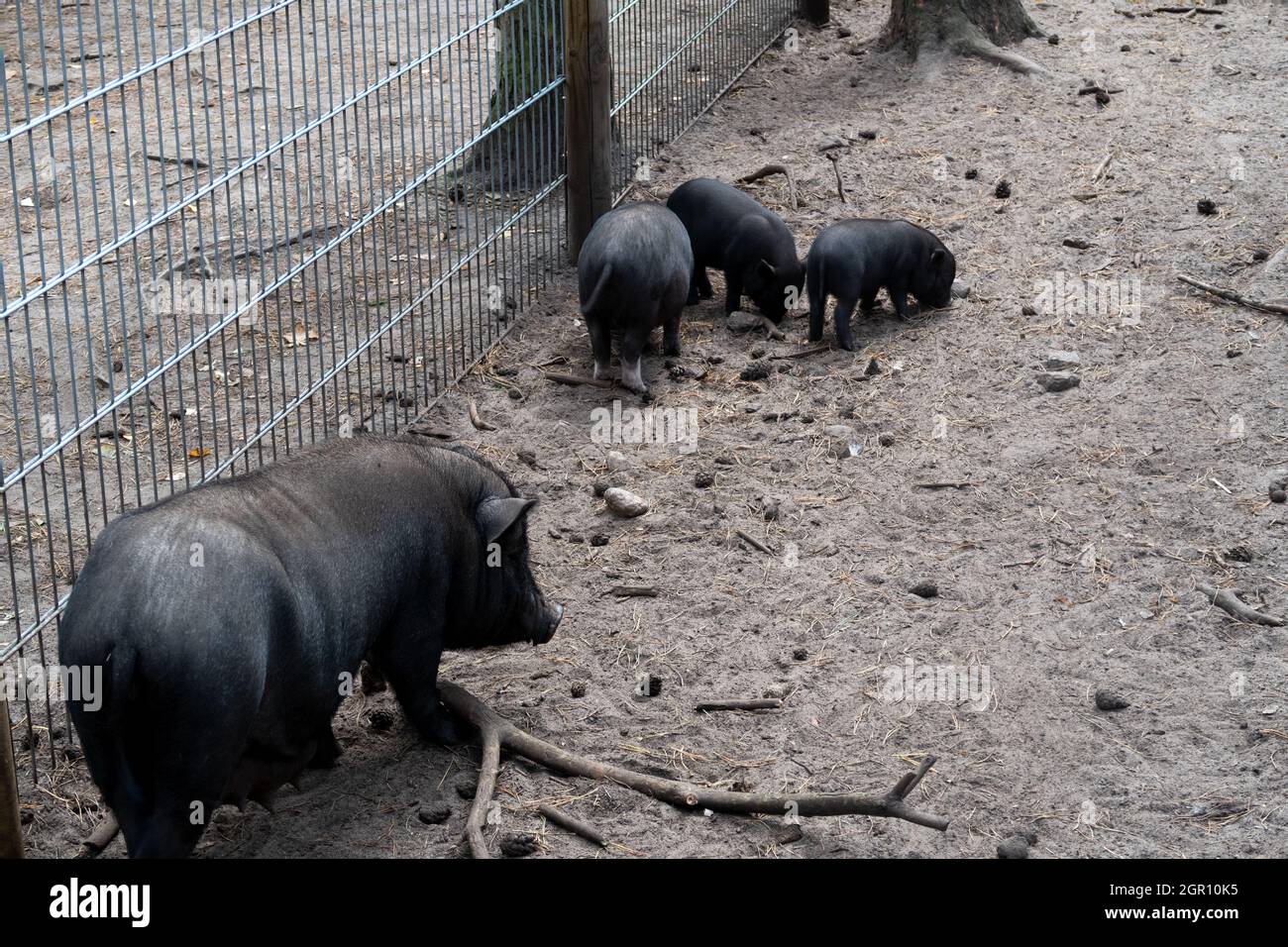 Animals in the zoo Stock Photo - Alamy