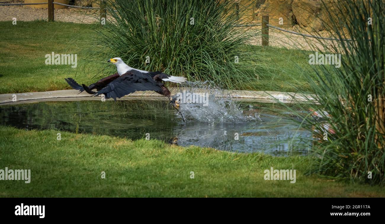 Snake catching bird hi-res stock photography and images - Alamy