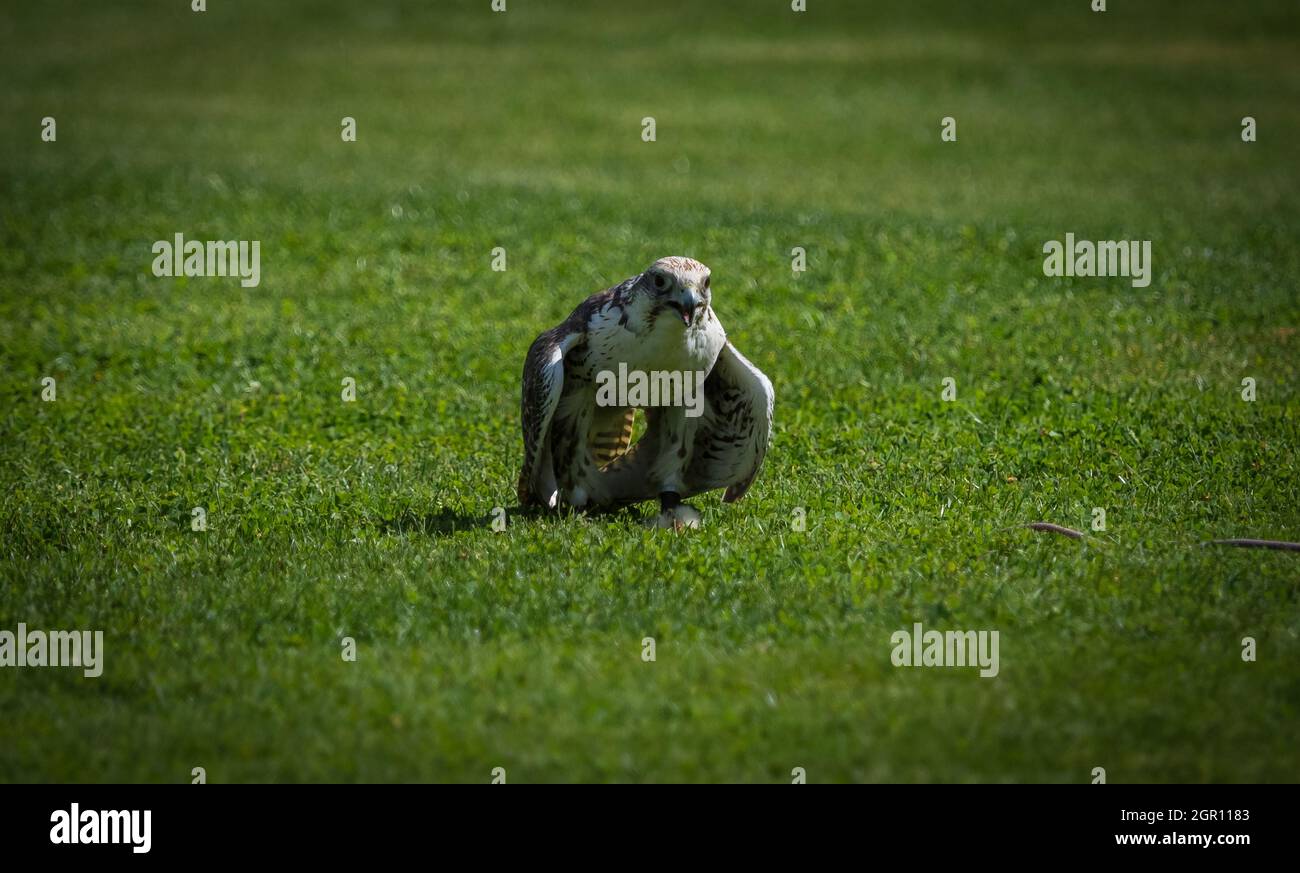 Falcon field hi-res stock photography and images - Alamy
