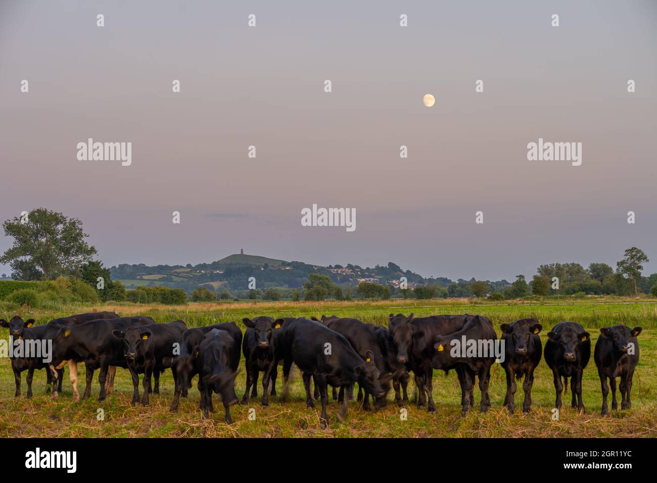 Glastonbury Tor from the moors at sunset. With a full moon rising Stock ...