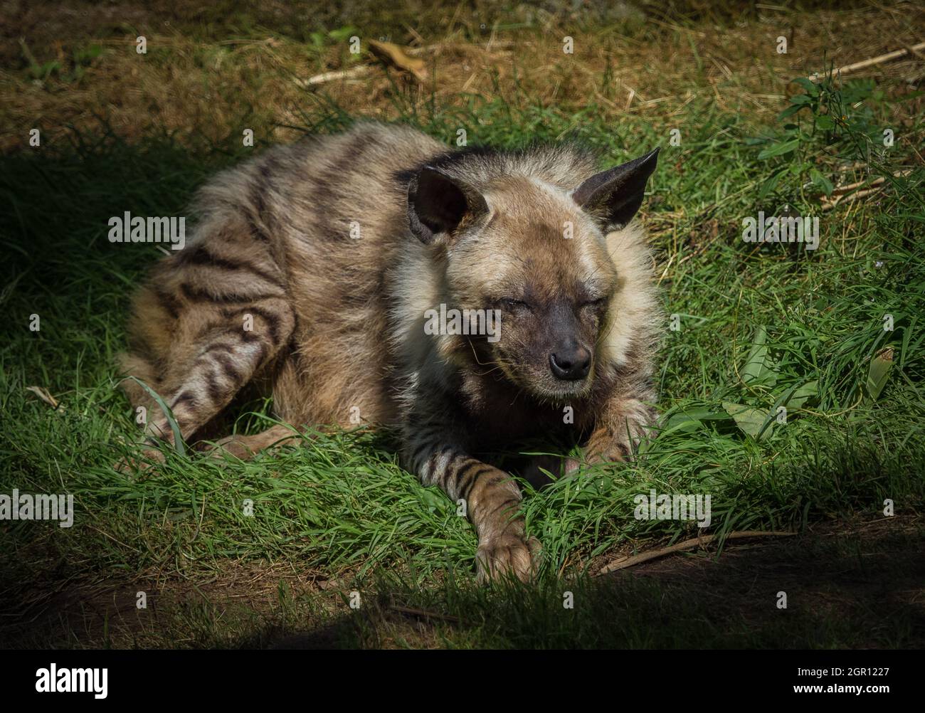 Hyaena on grass hi-res stock photography and images - Alamy