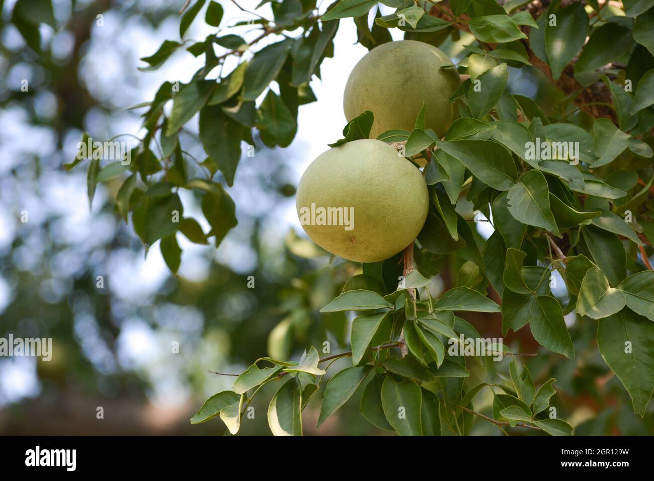 Aegle Marmelos Or Indian Bael Fruit On The Tree Stock Photo - Alamy