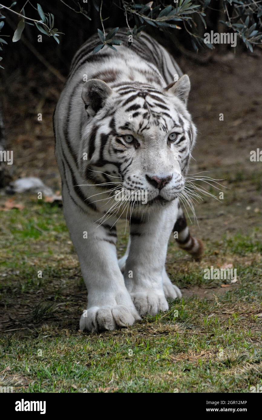 Tiger Prowling High Resolution Stock Photography and Images - Alamy