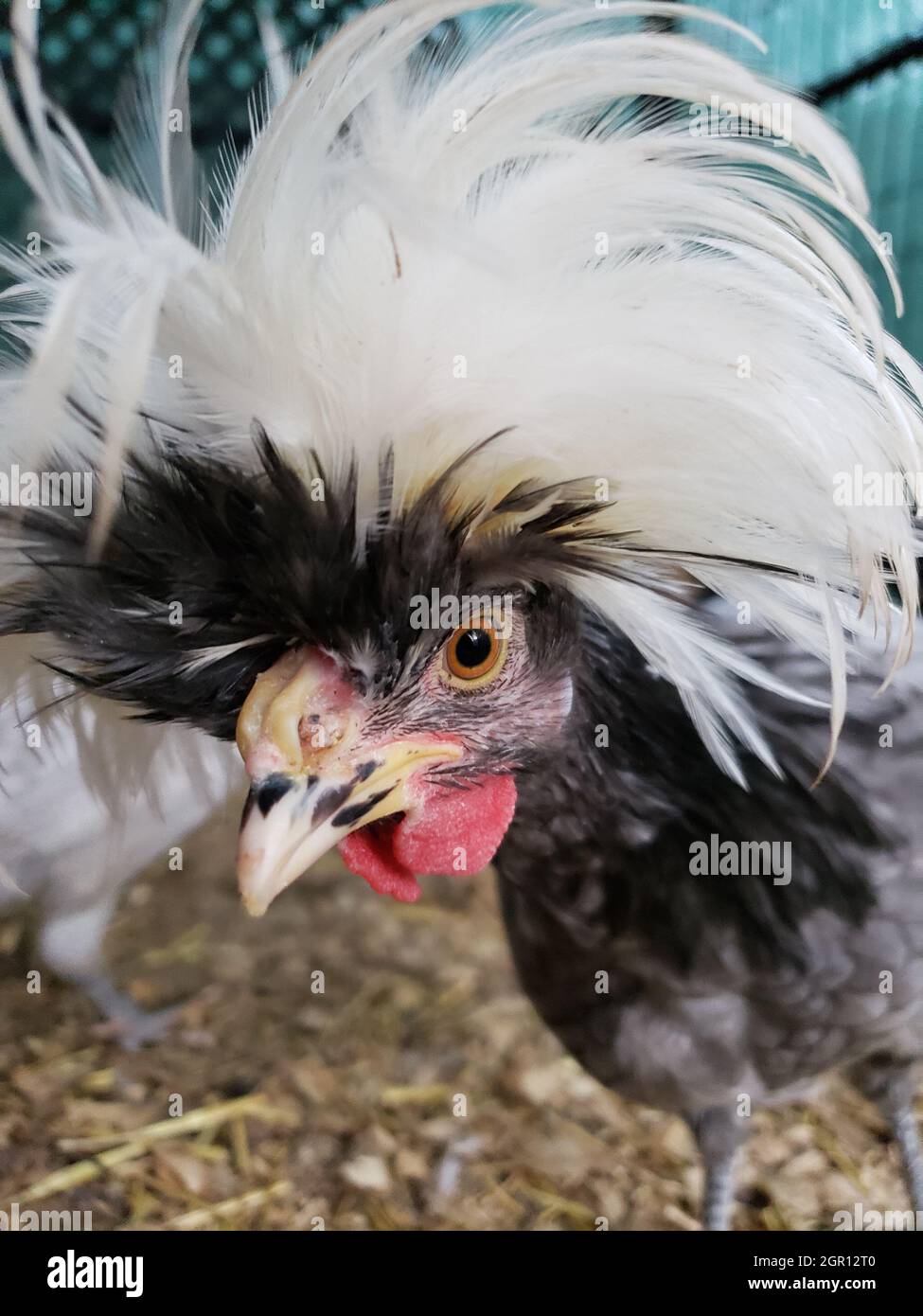 Polish rooster hi-res stock photography and images - Alamy
