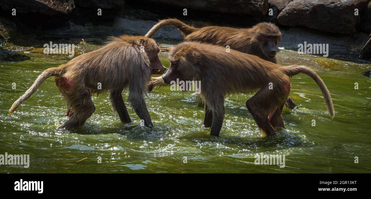 Scenic view of two monkeys in the water on a sunny weather Stock Photo ...
