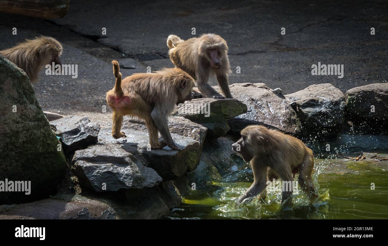 Monkeys together hi-res stock photography and images - Alamy