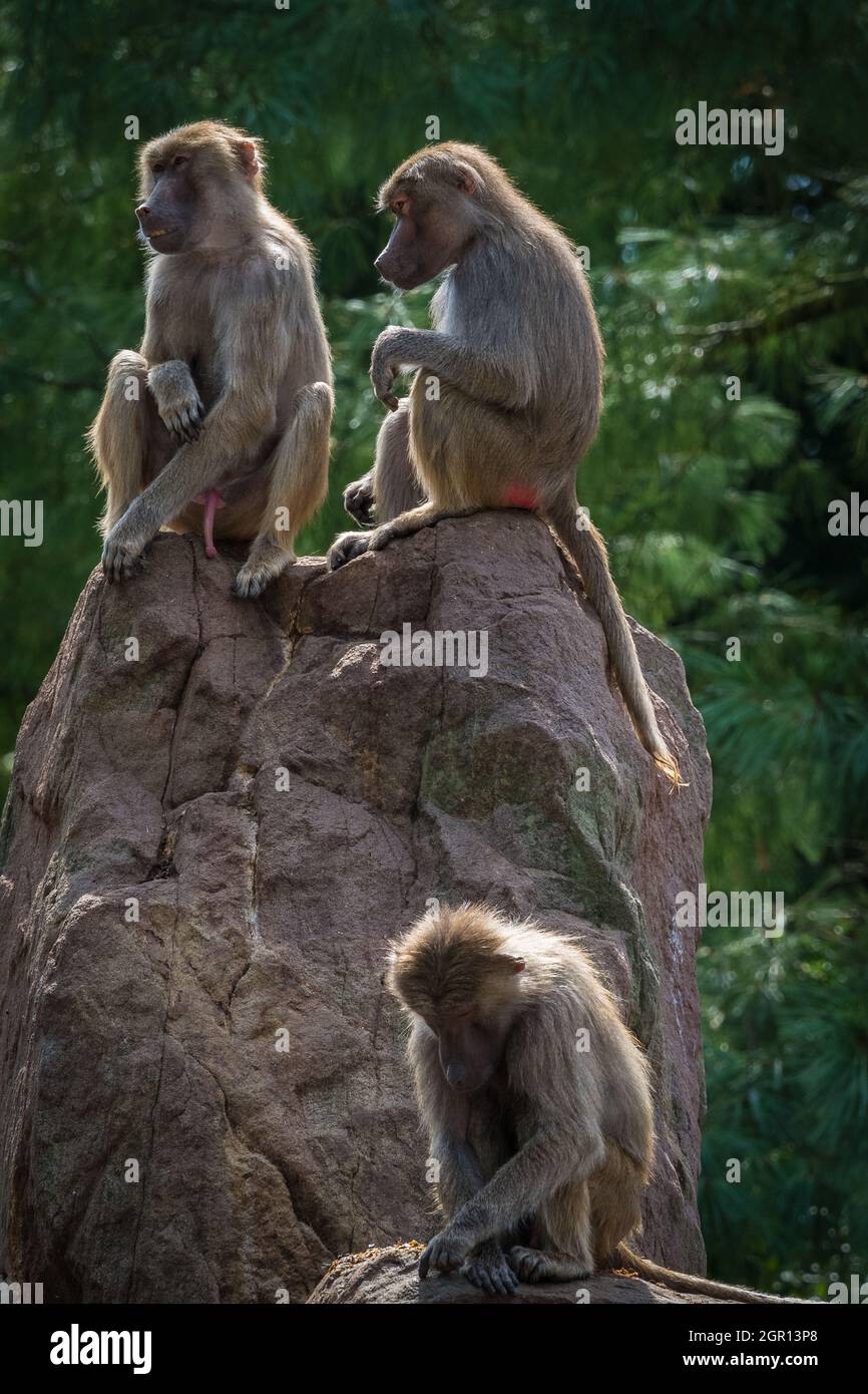 Vertical shot of monkeys in the zoo sitting on a rock on a blurred ...