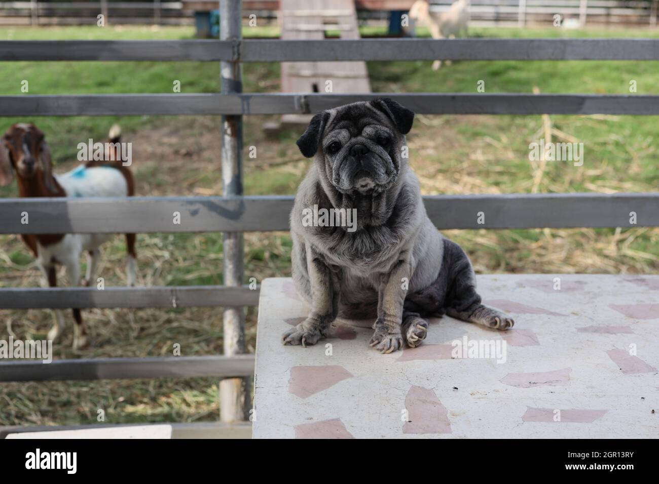 Sitting on fence with dog hi-res stock photography and images - Alamy