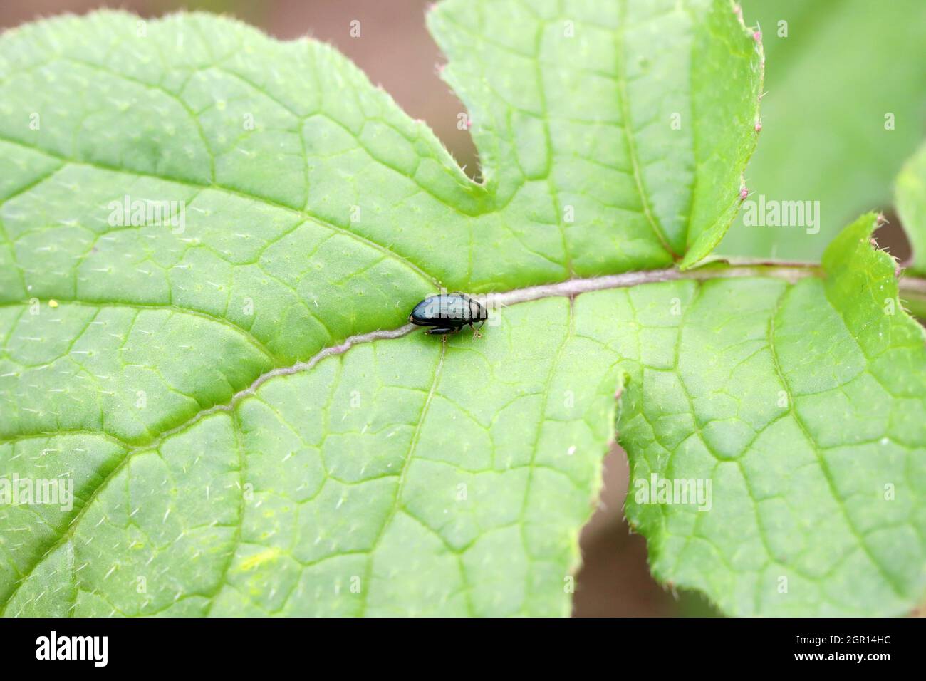 Cabbage Stem Flea Beetle (Psylliodes chrysocephala) on radish leaves ...