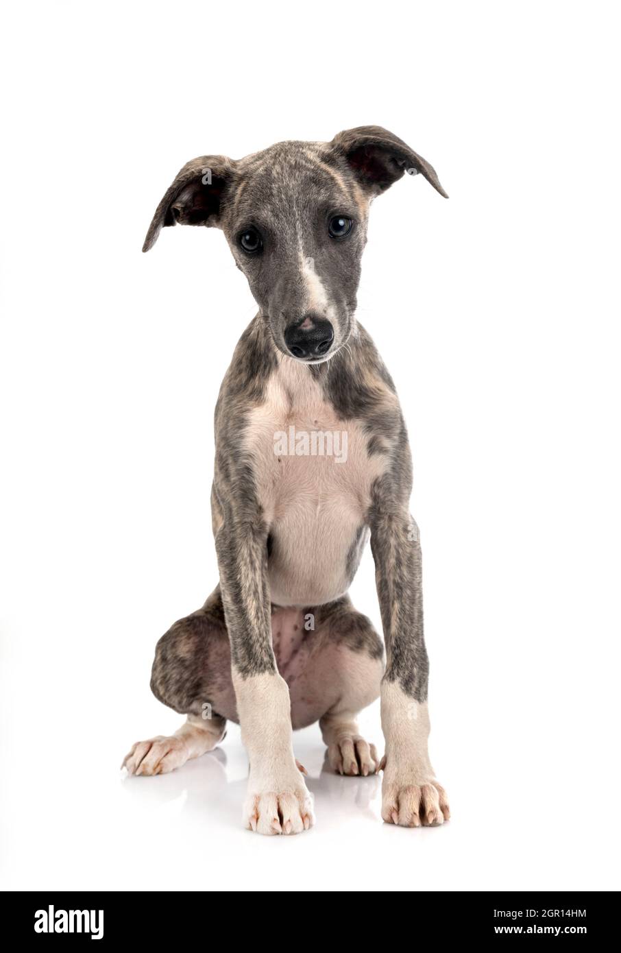 English Whippet in front of white background Stock Photo - Alamy