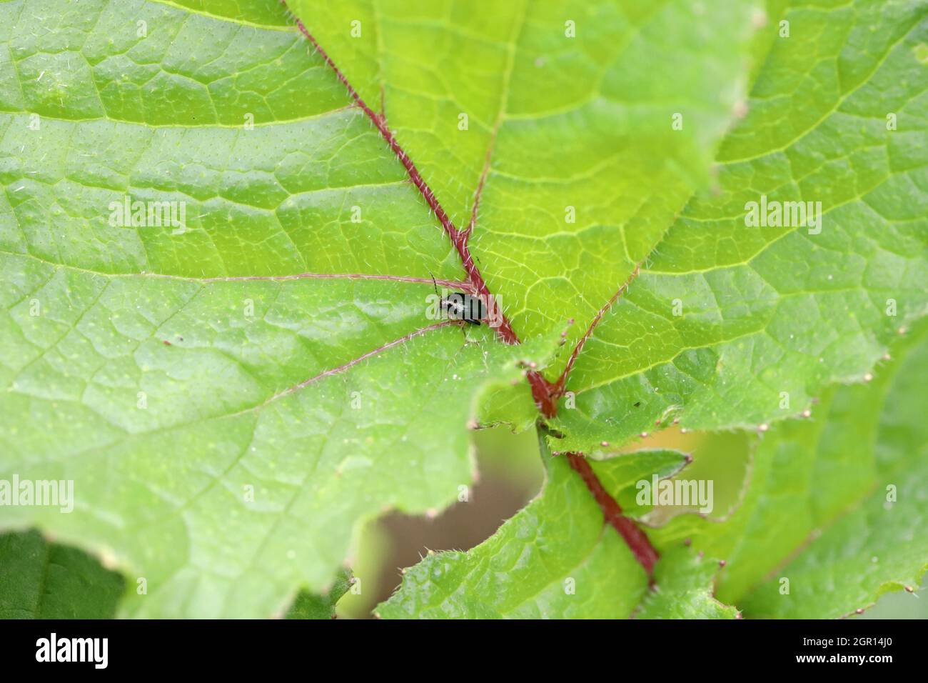 Cabbage Stem Flea Beetle (Psylliodes chrysocephala) on radish leaves ...