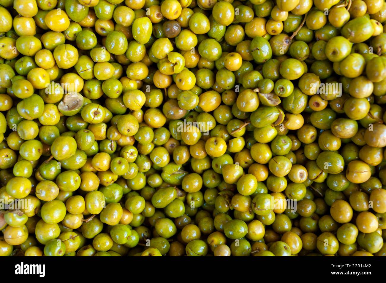 Olive drab green hi-res stock photography and images - Alamy