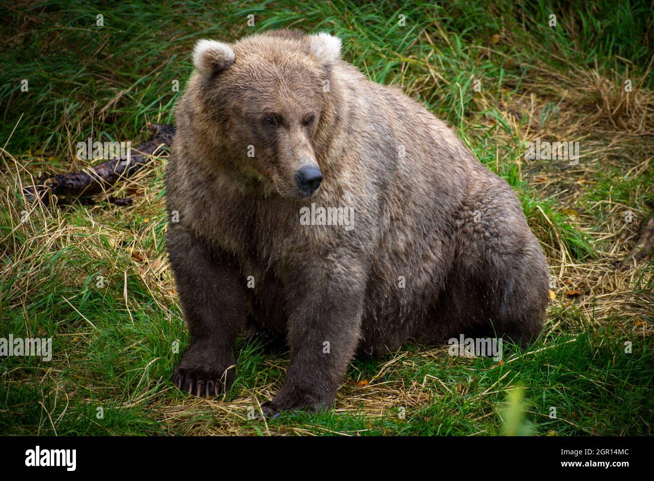 Fat bear grazer hi-res stock photography and images - Alamy