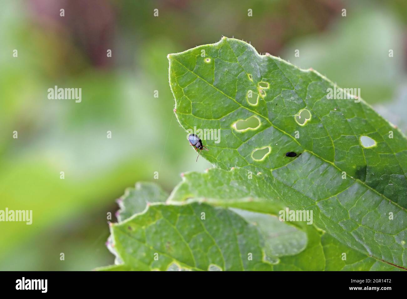 Cabbage Stem Flea Beetle (Psylliodes chrysocephala) on radish leaves ...