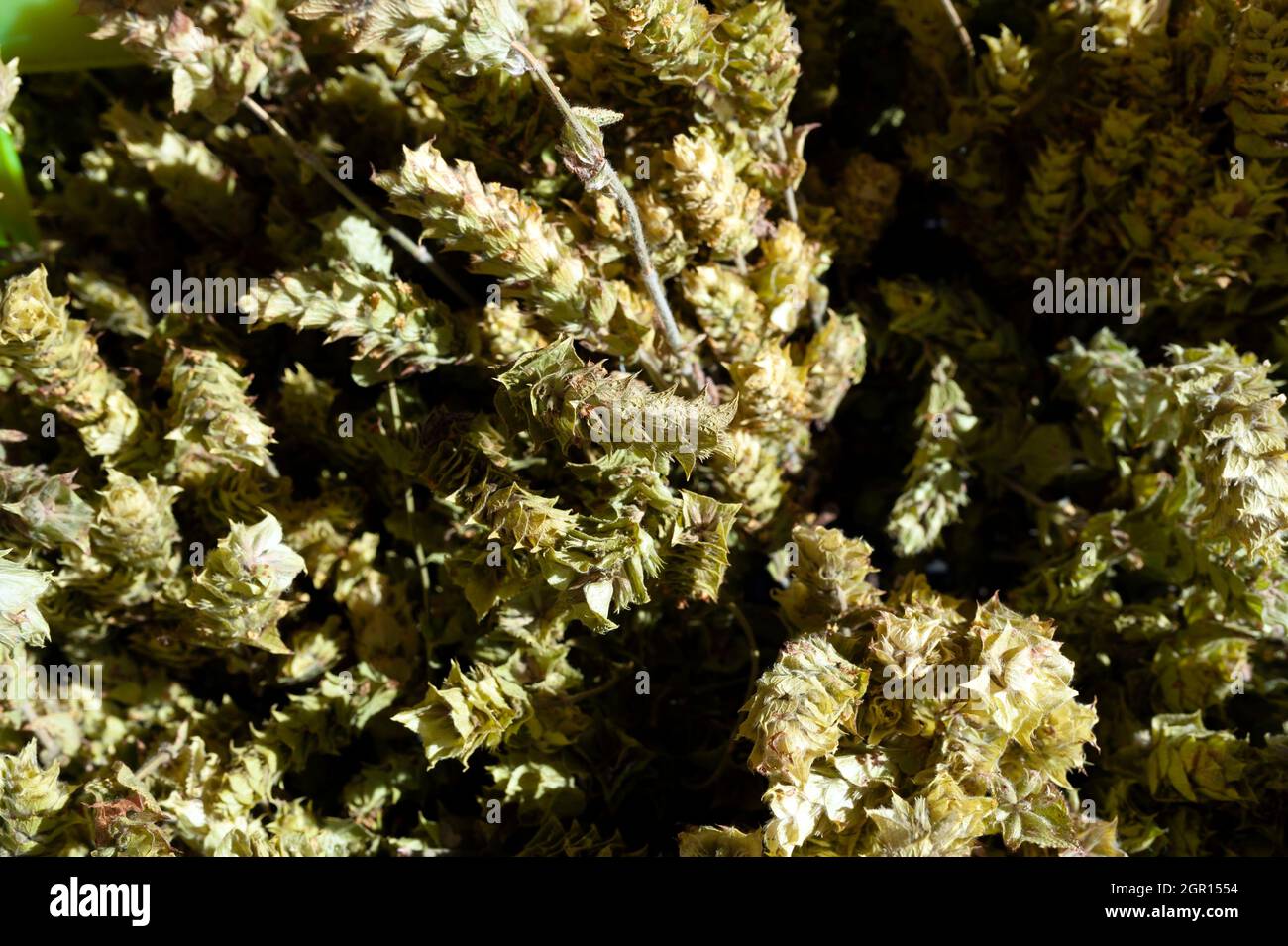 Torn plant part hi-res stock photography and images - Alamy