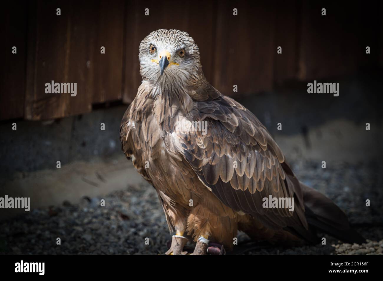 Scenic view of an eagle on a blurred background Stock Photo - Alamy