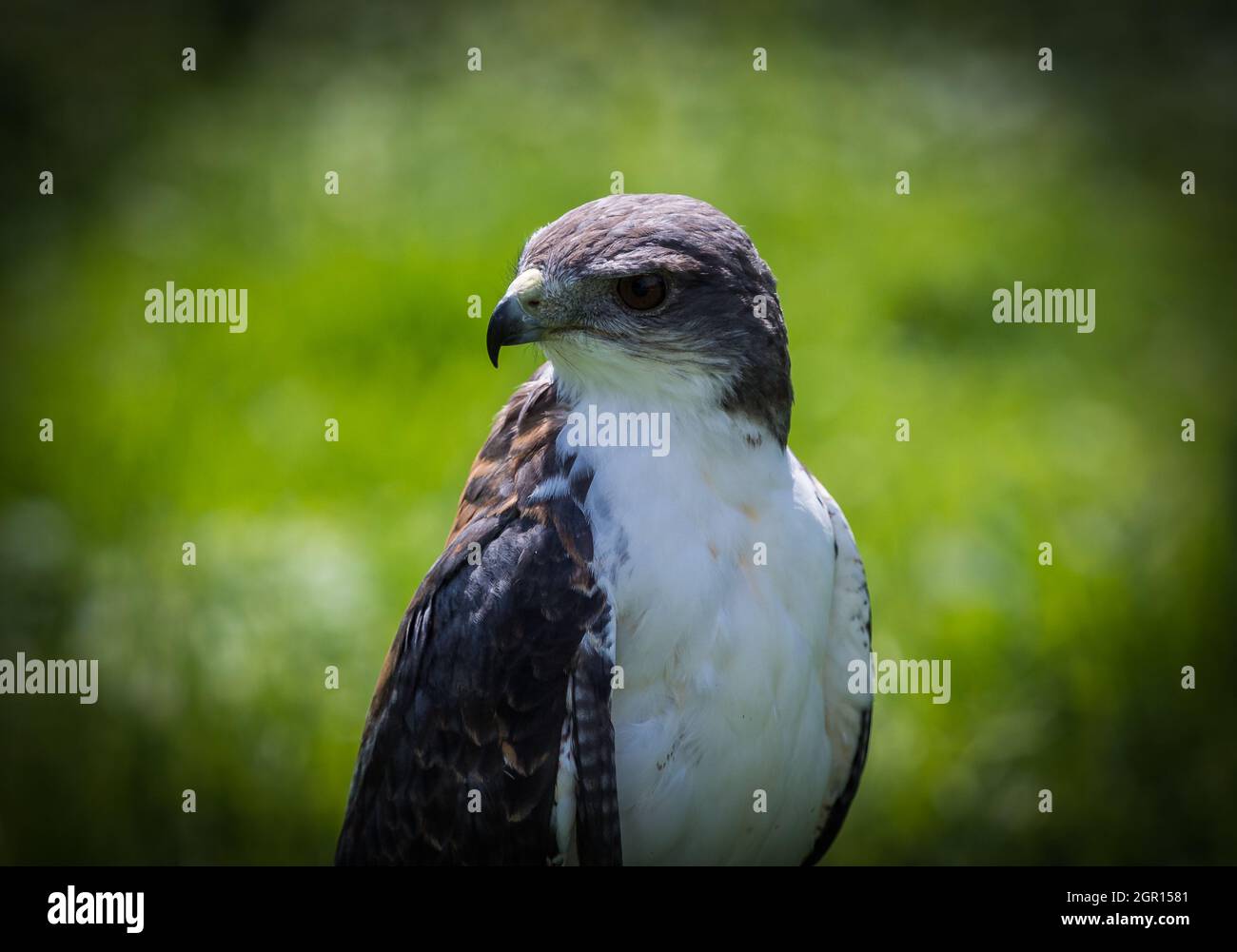 Scenic view of an eagle on a blurred background Stock Photo - Alamy