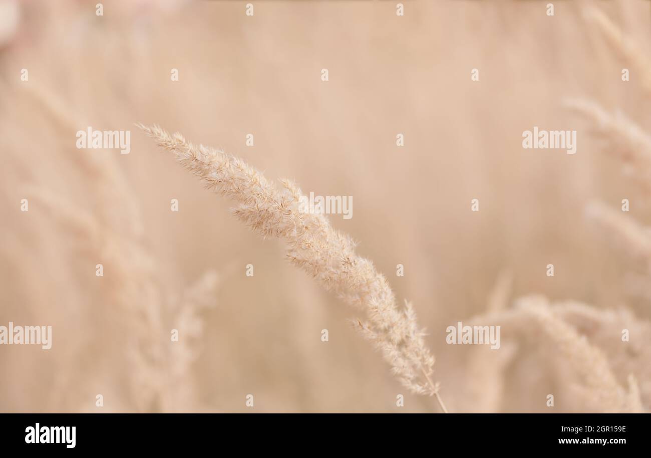 Abstract background beige bird hi-res stock photography and images - Alamy