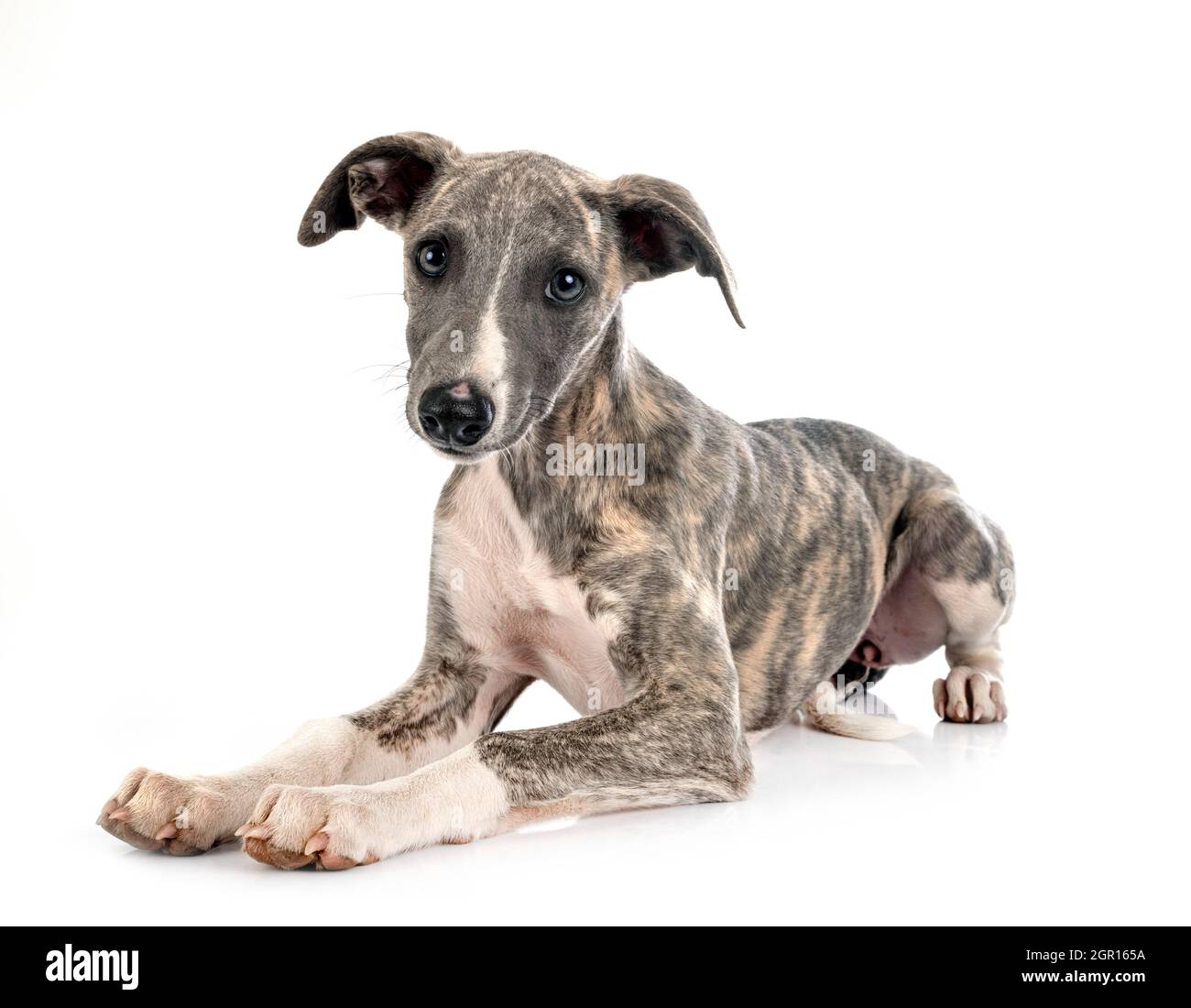 English Whippet in front of white background Stock Photo - Alamy