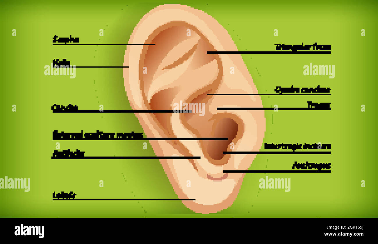 Anatomy of external ear Stock Vector Image & Art - Alamy
