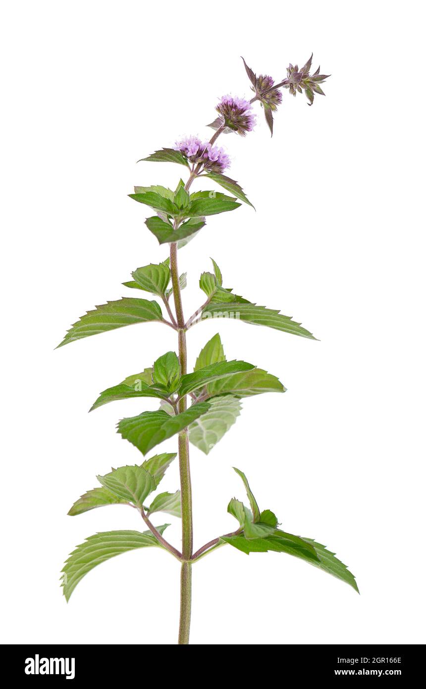 Peppermint flowers isolated on white background. Mint branch. Herbal ...