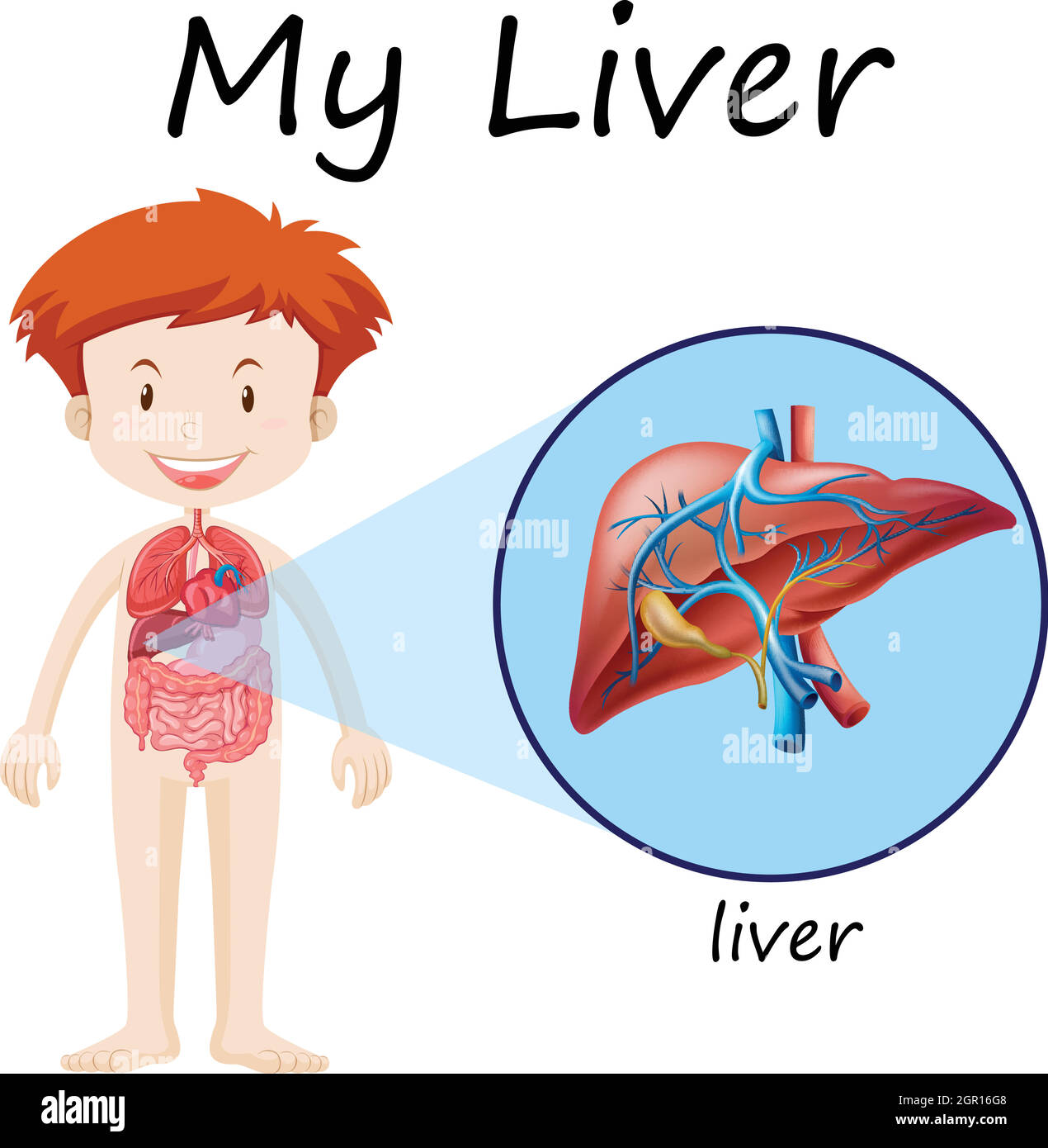 Boy and liver on diagram Stock Vector Image & Art - Alamy