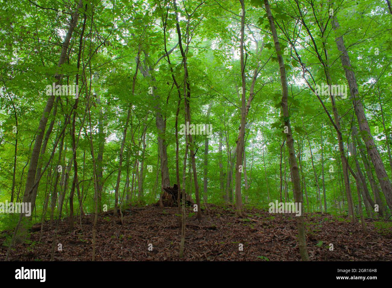 Summer leaves on trees in woods hi-res stock photography and images - Alamy