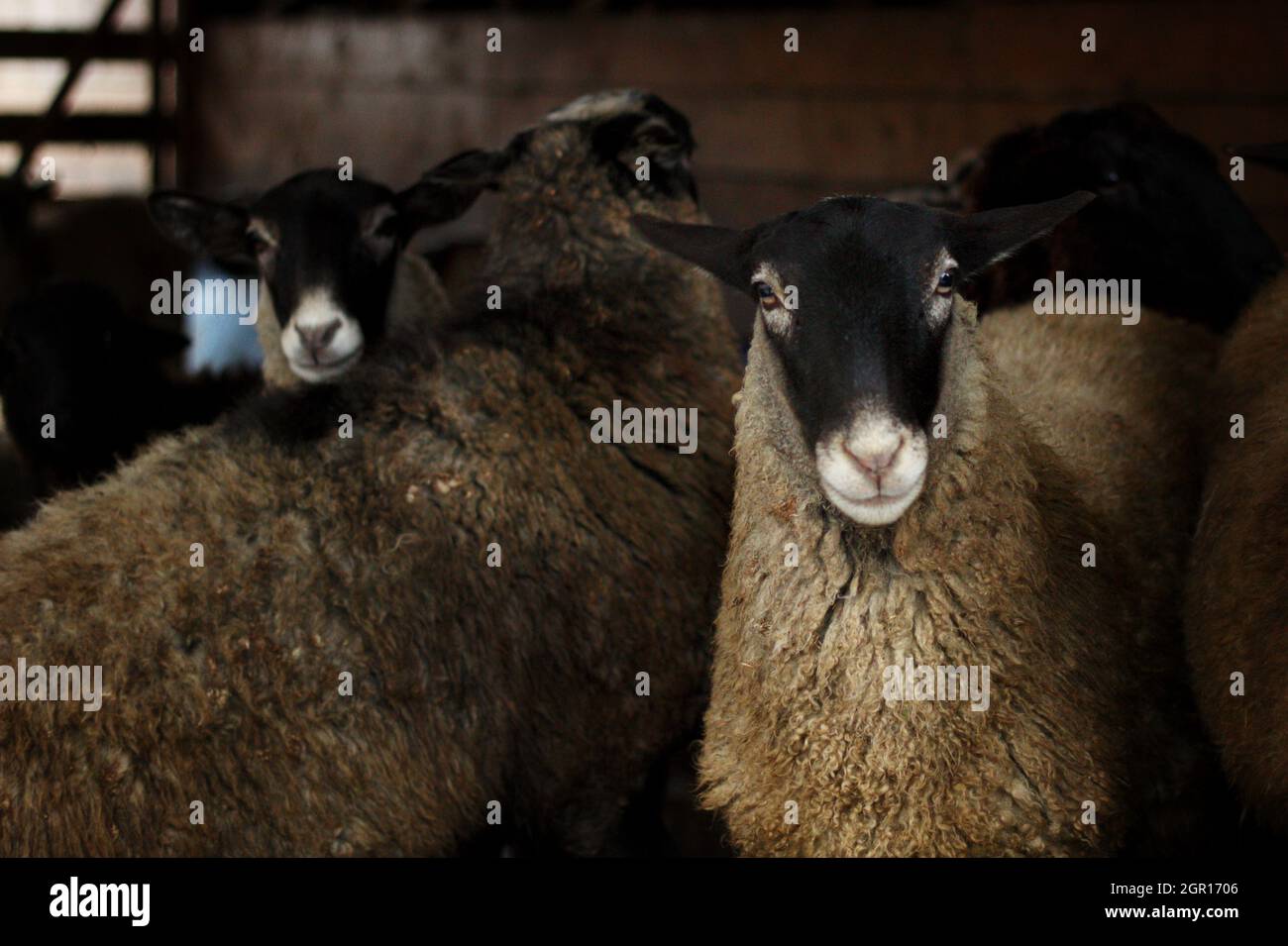 Cattle ships hi-res stock photography and images - Alamy