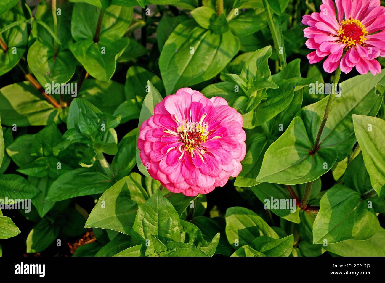 View of two pink zinnia flowers in the bushes Stock Photo - Alamy