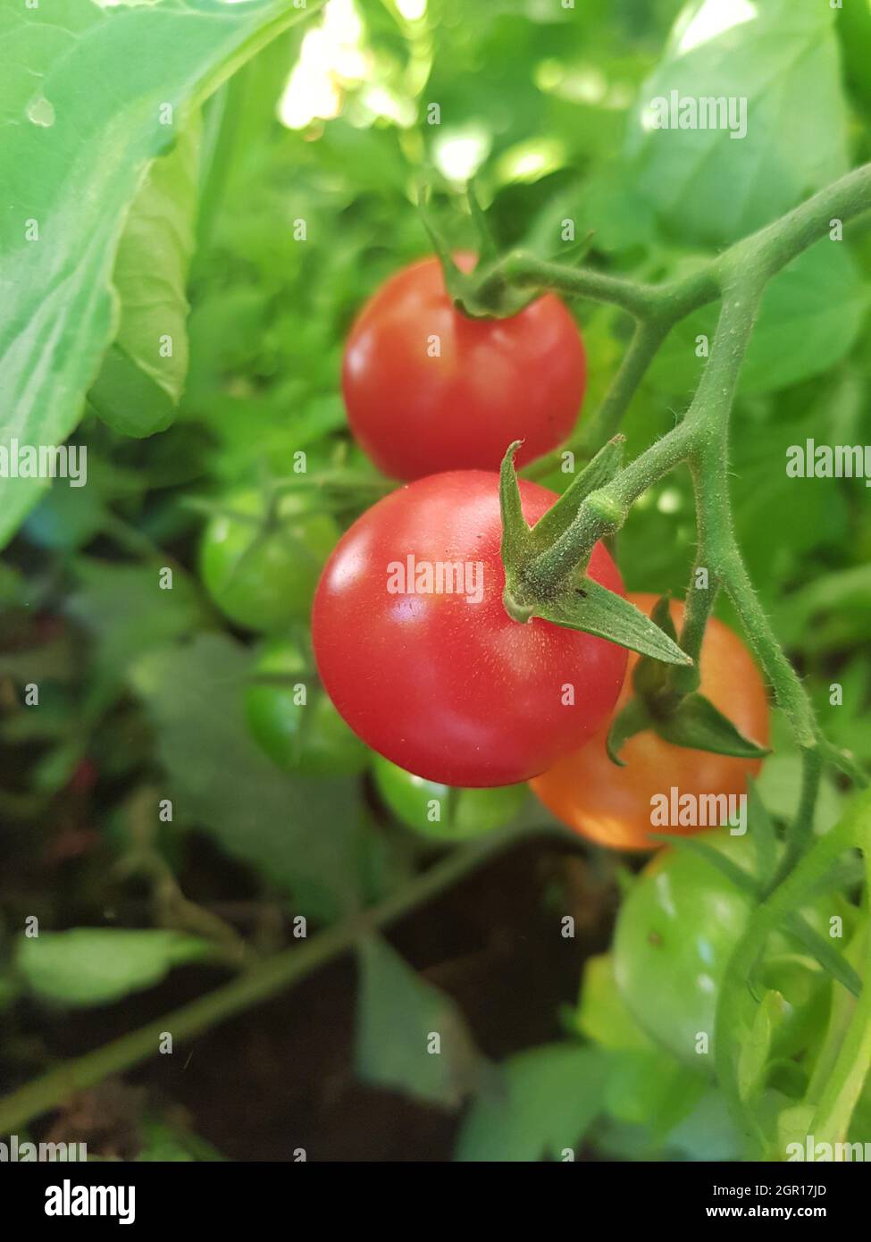 Closeup of the growing juicy tomatoes in the garden Stock Photo - Alamy