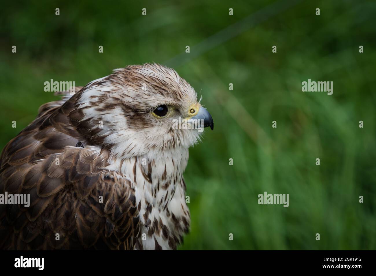 Scenic view of a Saker falcon on a blurred background Stock Photo - Alamy