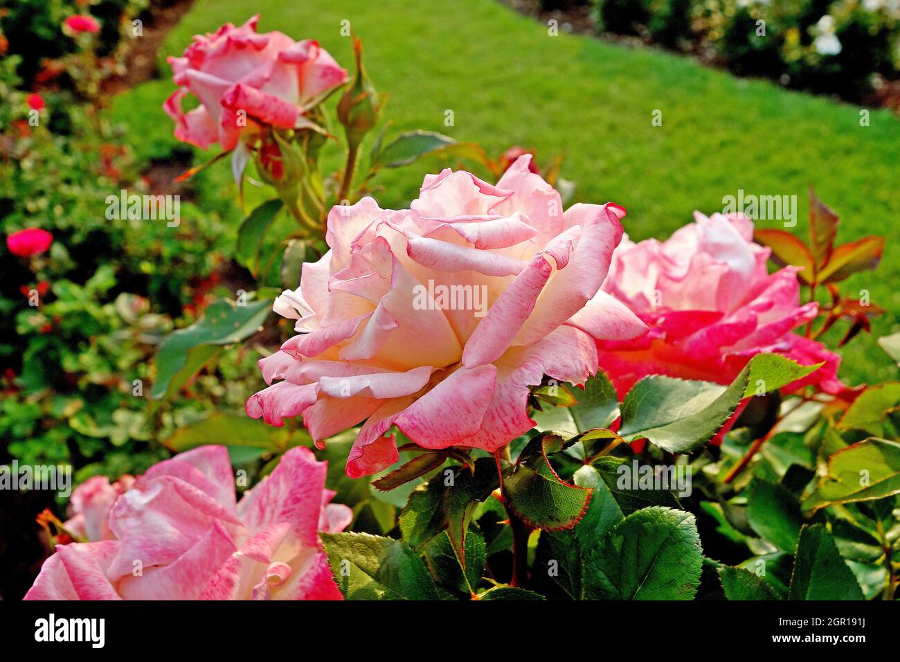 Melrose plant hi-res stock photography and images - Alamy
