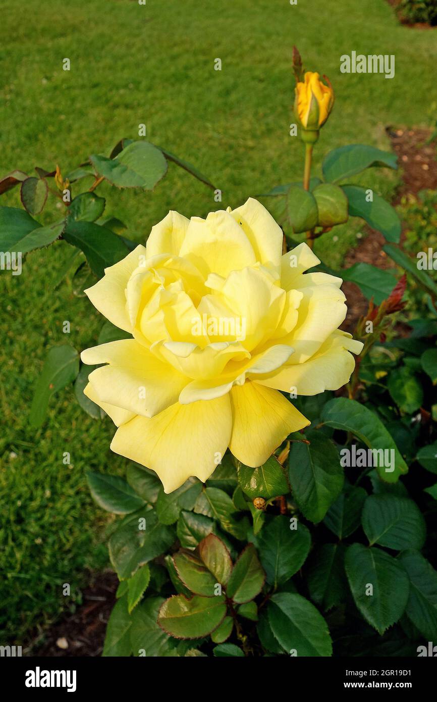 Closeup shot of a pale yellow rose in the garden Stock Photo - Alamy