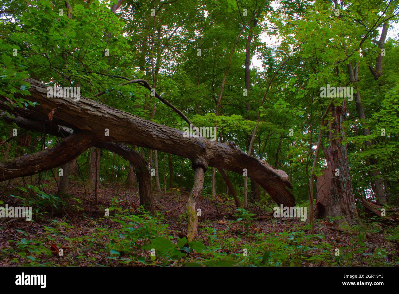 Trunk of A Fallen Tree In The Summer Woods Stock Photo - Alamy