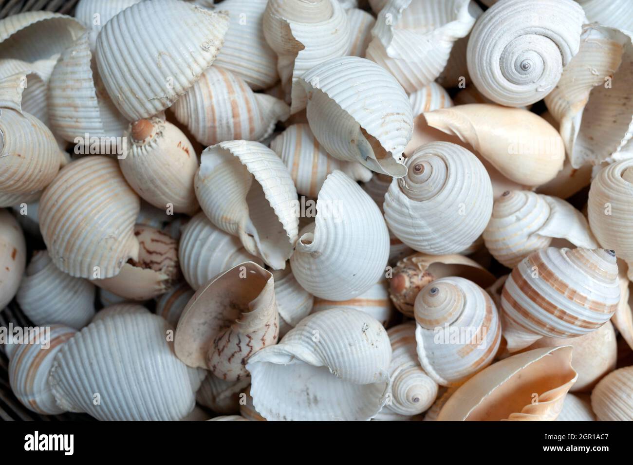 Seashell beach colours hi-res stock photography and images - Alamy
